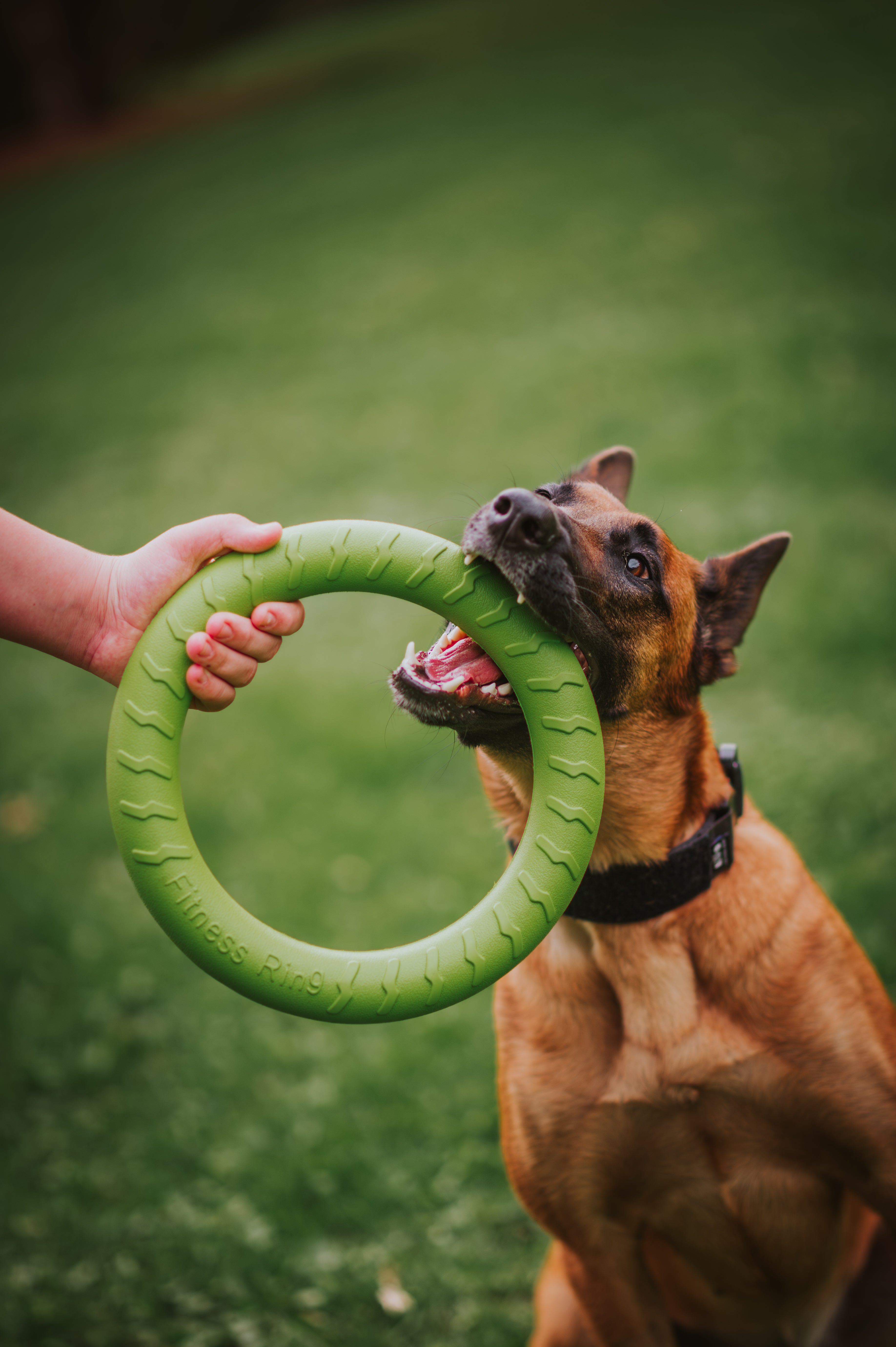 Toys & More! – The Quality Collar Co.