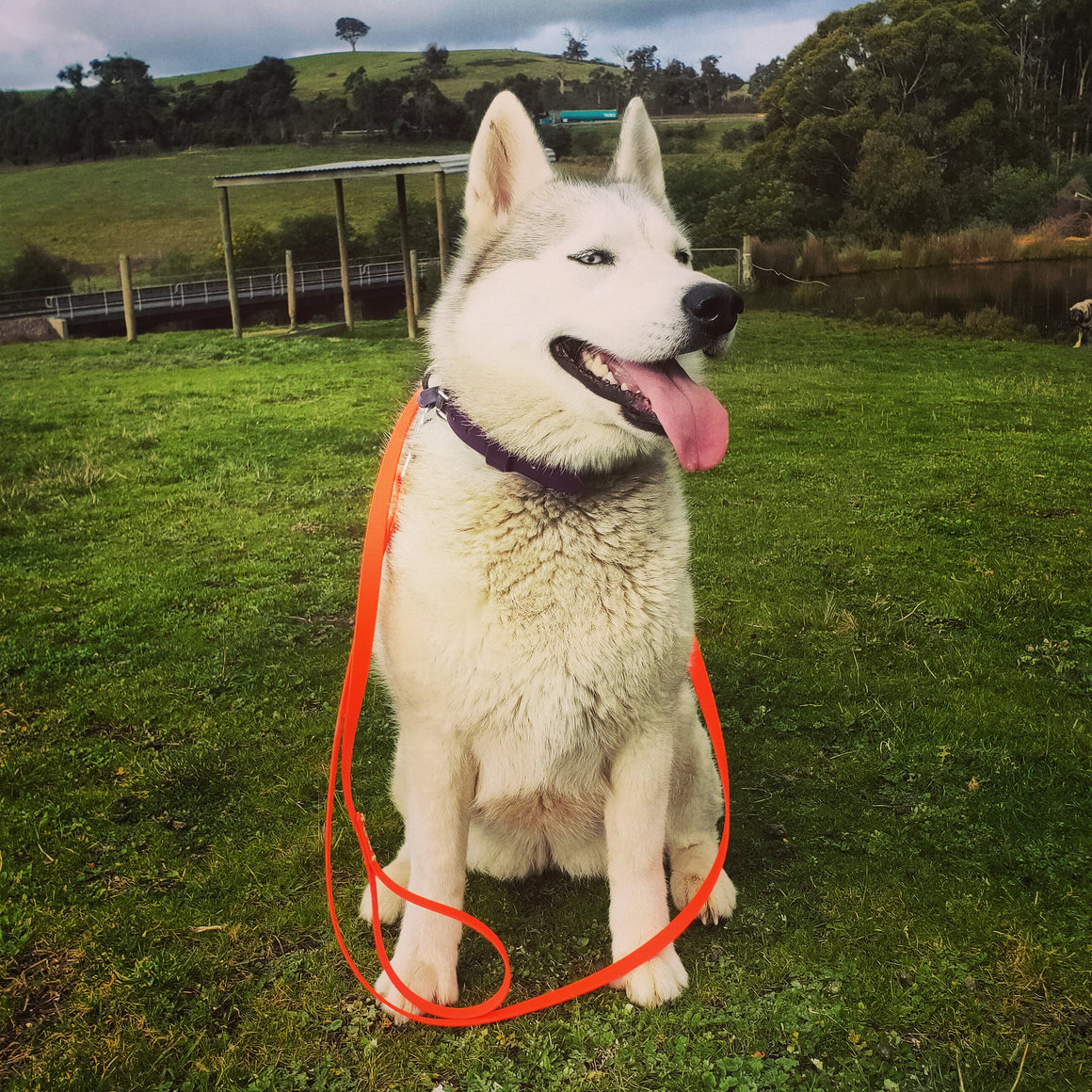 The Quality Collar Co.