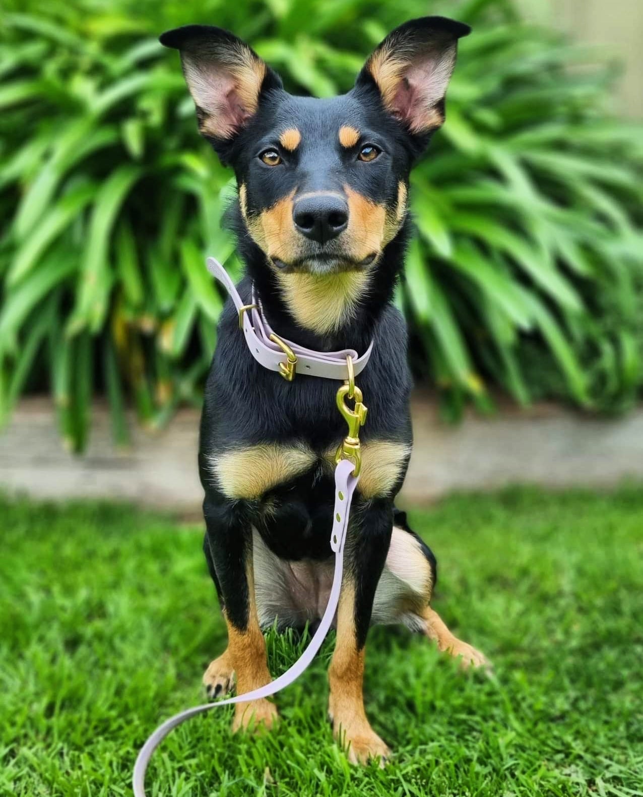 Working dog style flat collar with Brass Hardware 1 Inch Width – The ...